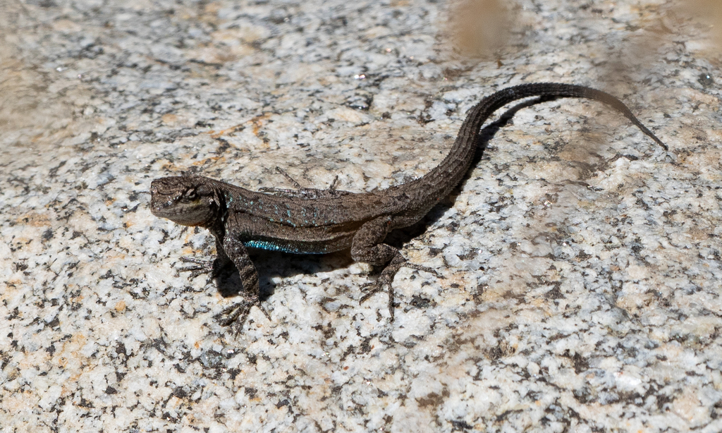 Black-tailed Brush Lizard from San Diego County, CA, USA on June 11 ...