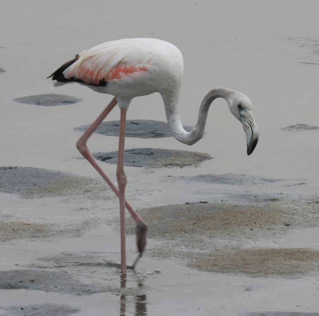 Greater Flamingo from Flamingo Hide, Ras Al Khor - Dubai - United Arab ...