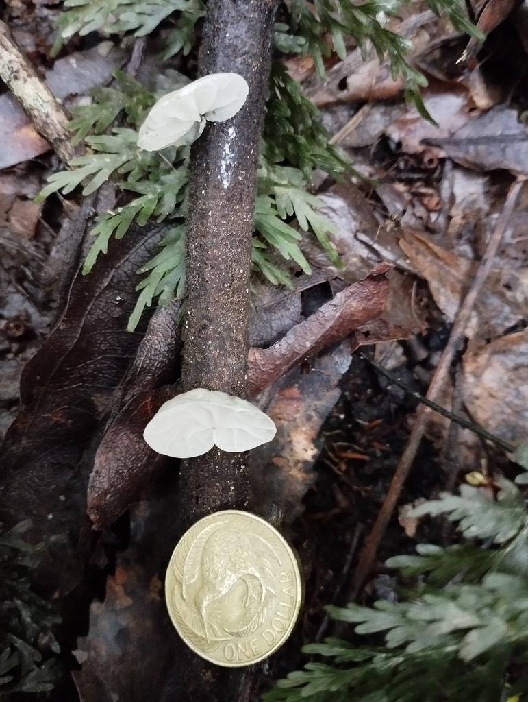Campanella tristis from Ōtari Wilton’s Bush on August 4, 2024 at 11:05 ...