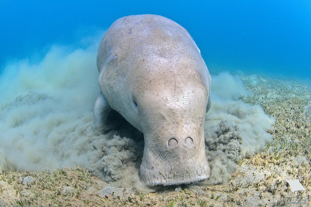 Dugong (Dugong dugon) - Know Your Mammals