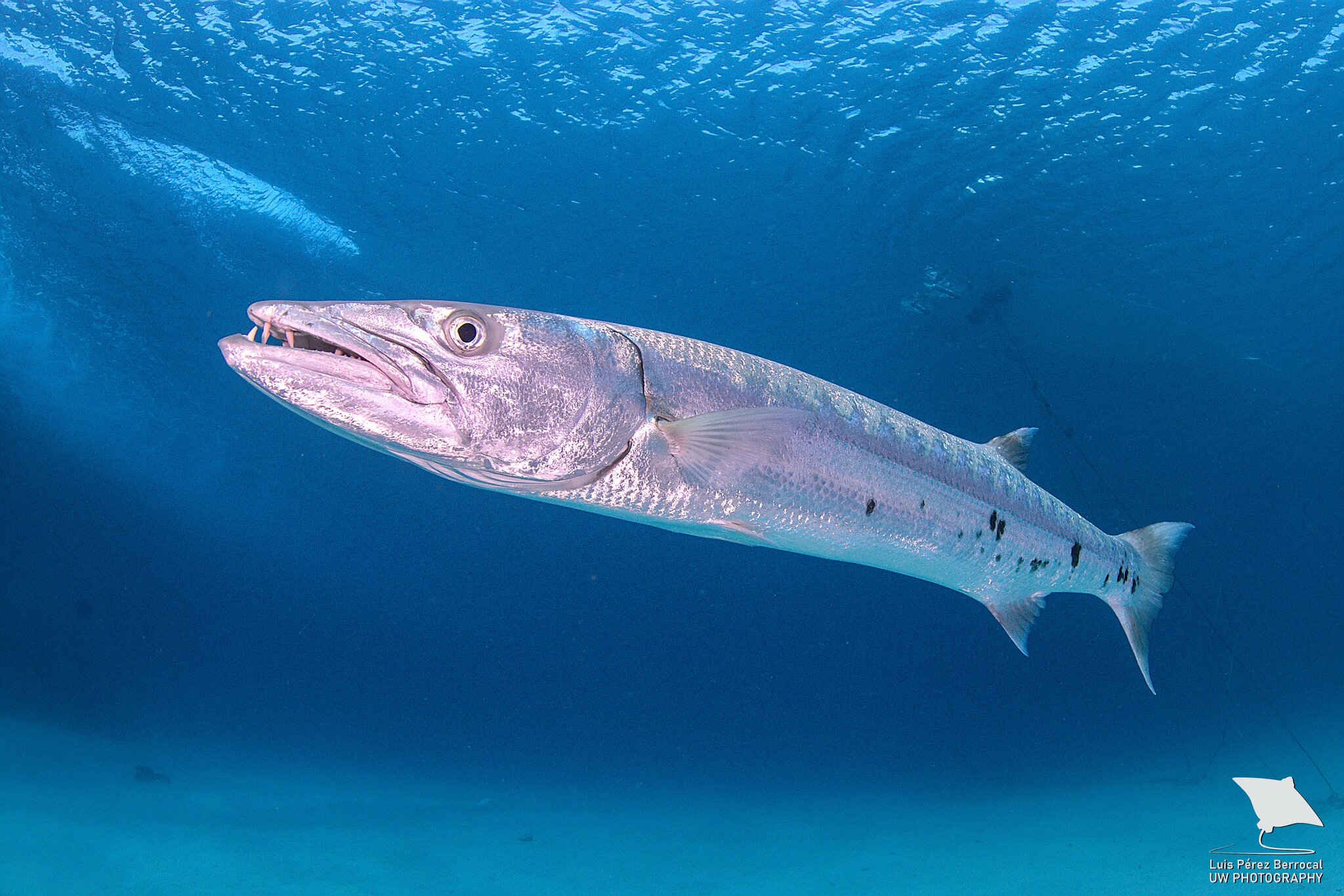 Barracuda Gigante