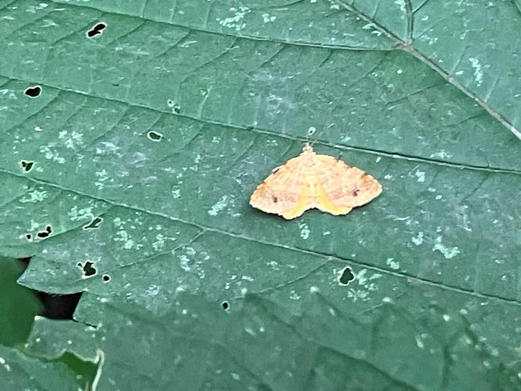 Orange Wing from Lock Meadows Park, Lockbourne, Columbus, OH, USA on ...