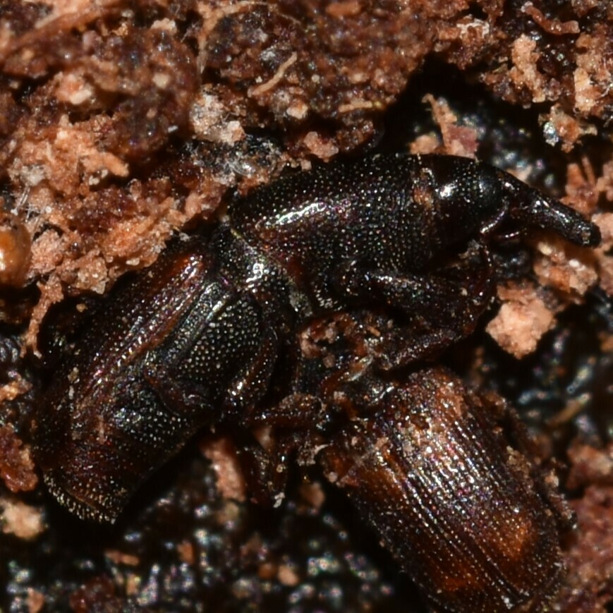 tamarind weevil from Honaunau-Napoopoo, HI 96704, USA on August 4, 2024 ...