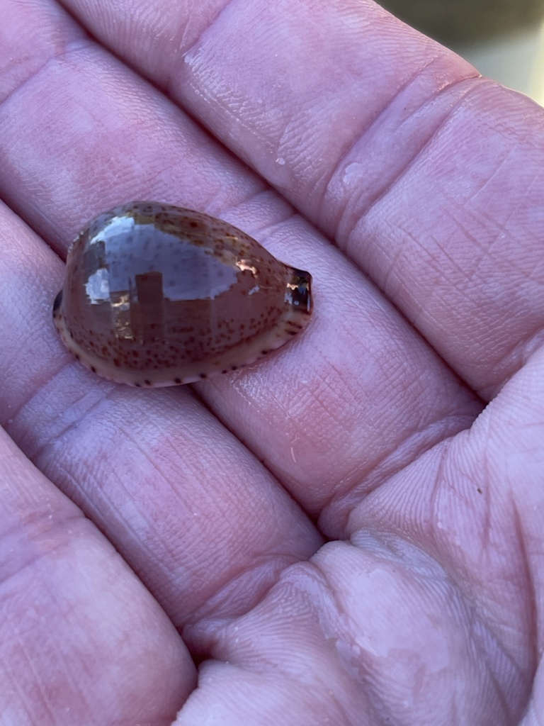 Notocypraea declivis from Maria Island National Park, Maria Island, TAS ...