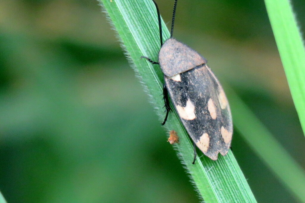 Indian Domino Cockroach from VGFG+MVQ Turahalli Tree Park, Adarsha ...