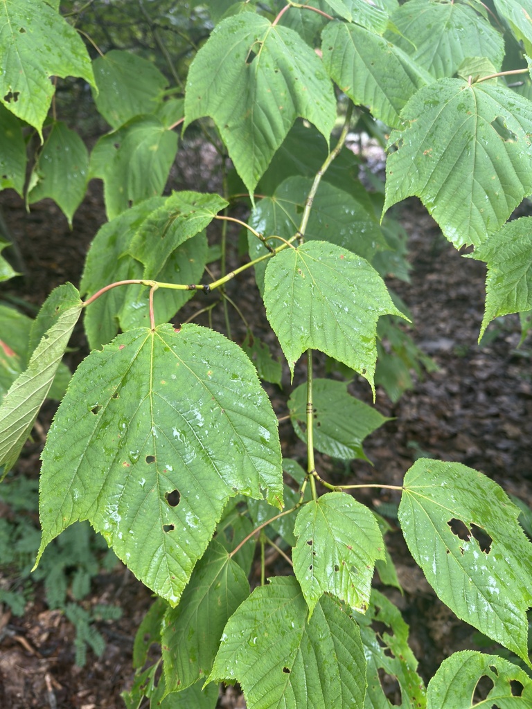 striped maple from Hidden Valley Resort, Somerset, PA, US on August 4 ...