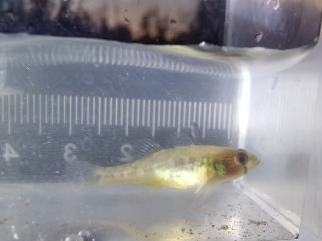 Micropercops swinhonis from 浐灞国家湿地公园 on August 4, 2024 at 08:07 PM by ...