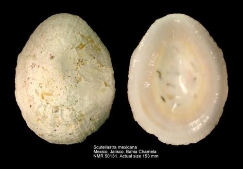 Lapa gigante (Scutellastra mexicana)