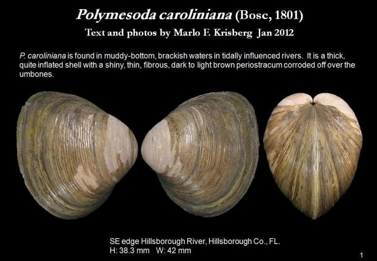 Carolina Marsh Clam (North carolina marine molluscs) · iNaturalist