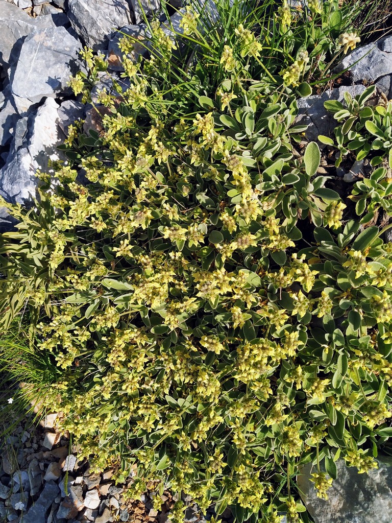 (Stachys citrina) - Botanical Realm