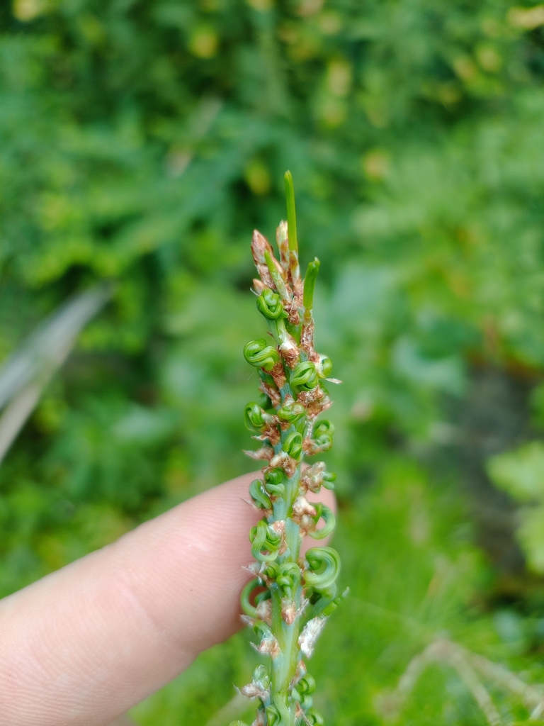Gall and Forest Midges from Durham, England, GB on August 5, 2024 at 09 ...
