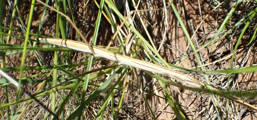 Tepper's Plain Stick Insect from Chilla Well NT 0872, Australia on ...