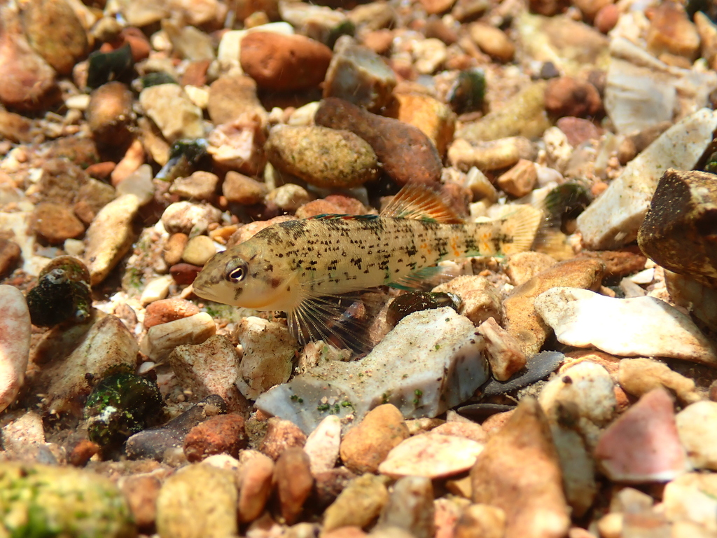Plateau Darter in August 2024 by Caleb Wardlaw · iNaturalist
