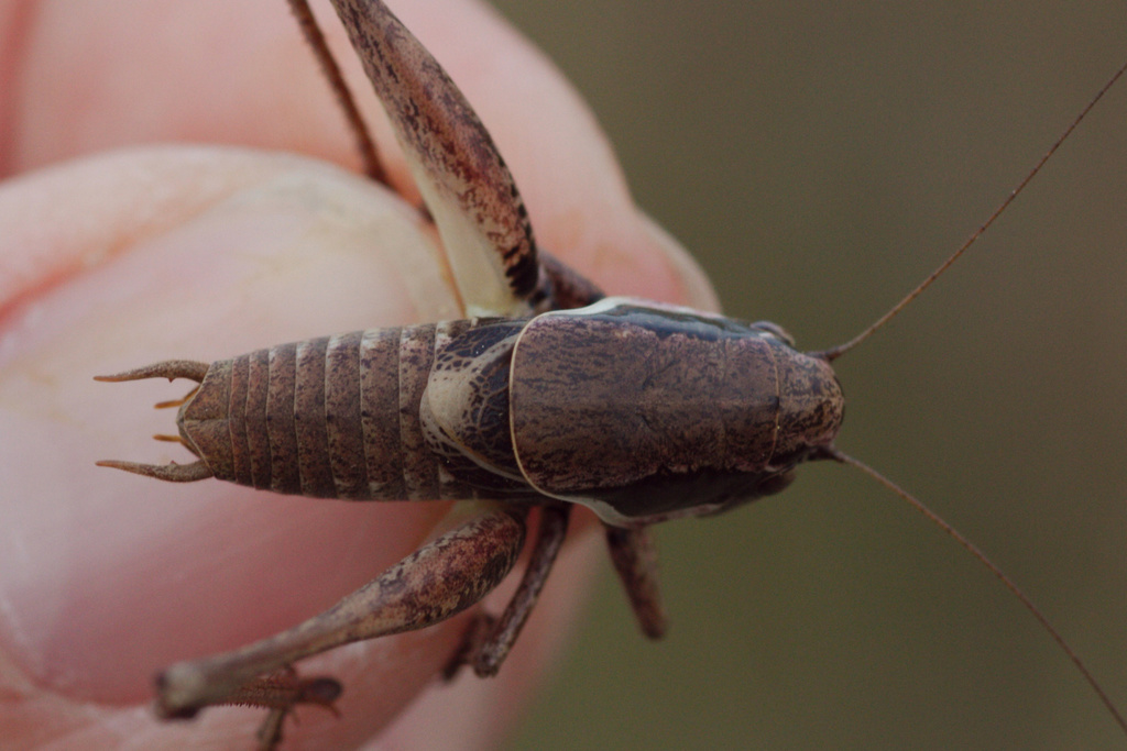Large Dark bush-cricket from 34230 Aumelas, France on June 04, 2019 at ...