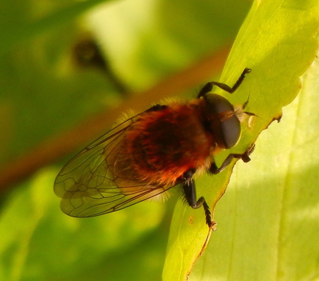 Narcissus Bulb Fly from Bristol, UK on June 10, 2019 by Jon Mortin ...