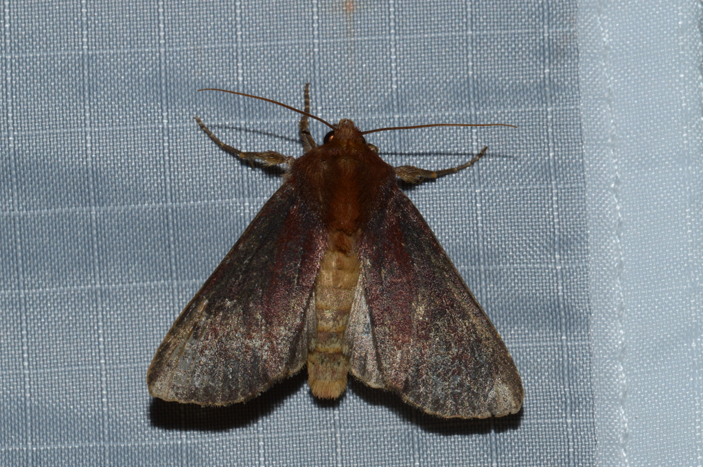 Maroonwing Moth from Bonaventure, QC G0C, Canada on June 28, 2024 at 10 ...