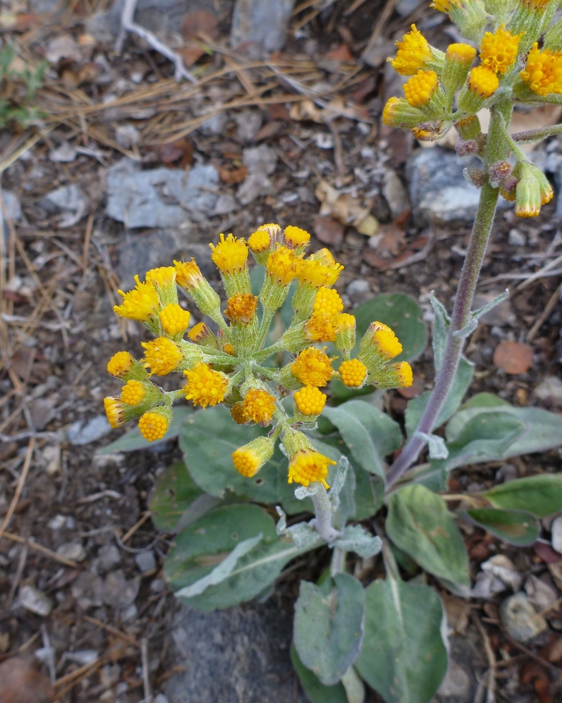 rayless ragwort (Senecio aronicoides) - Botanical Realm