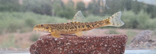 Triplophysa elegans · iNaturalist