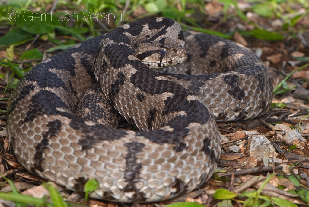 Ottoman Viper (Montivipera xanthina) - Snakes and Lizards