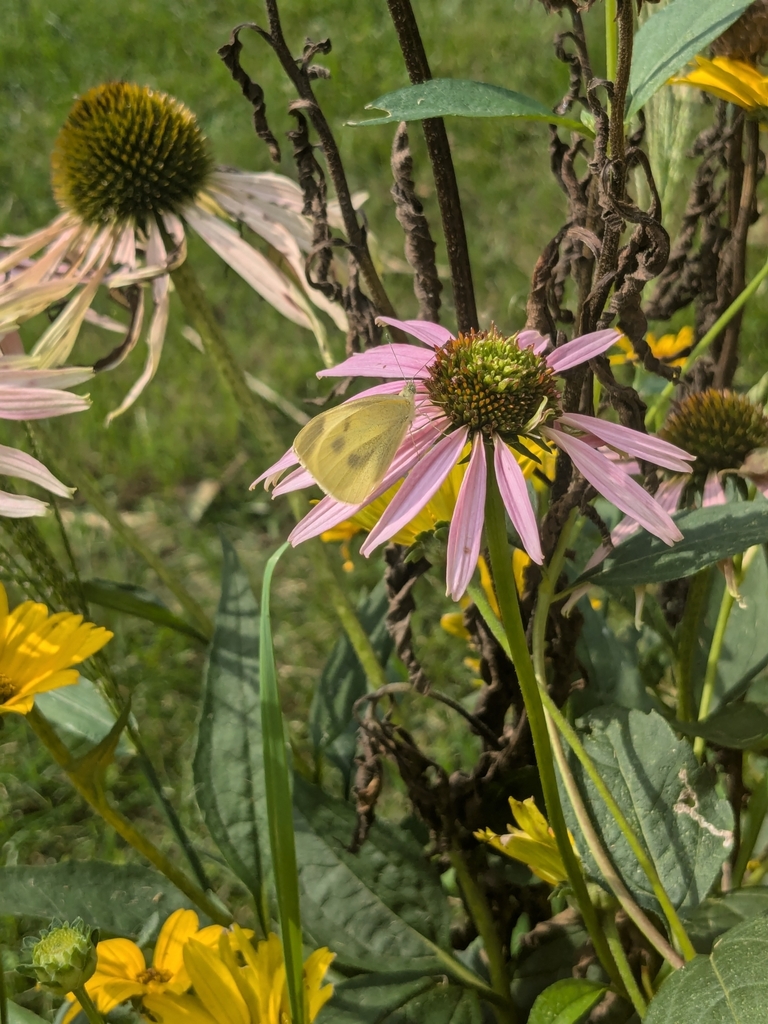 Small White in August 2024 by Sarah DeLong-Duhon · iNaturalist