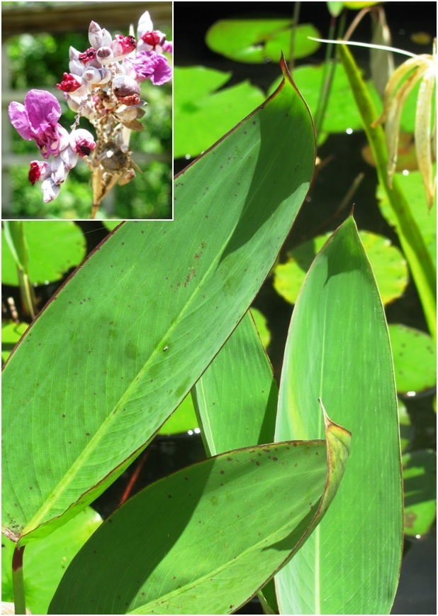 Powdery thalia (Nash Prairie Plants List) · iNaturalist