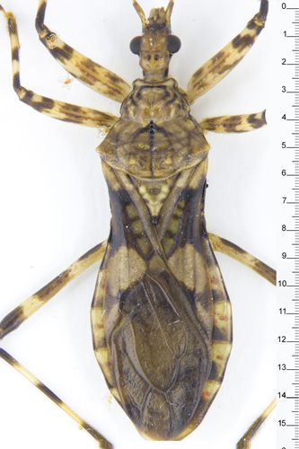 Genus Dyakocoris · iNaturalist