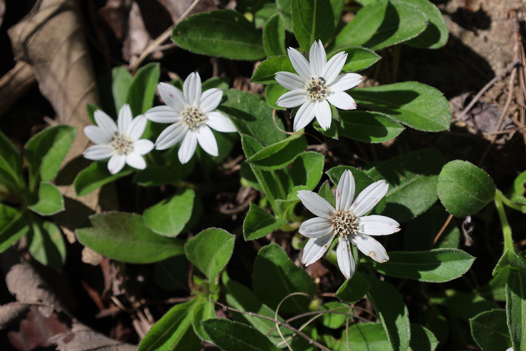 Wedelia grayi desde Mata Pros, Zapopan, Jal., MX el 04 de agosto de ...
