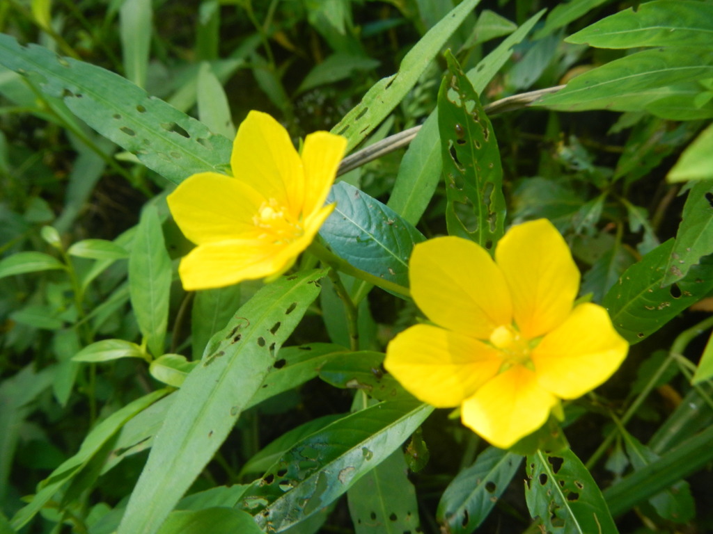 Floating Primrose-willow (Plants of Dallas/Fort Worth) · iNaturalist