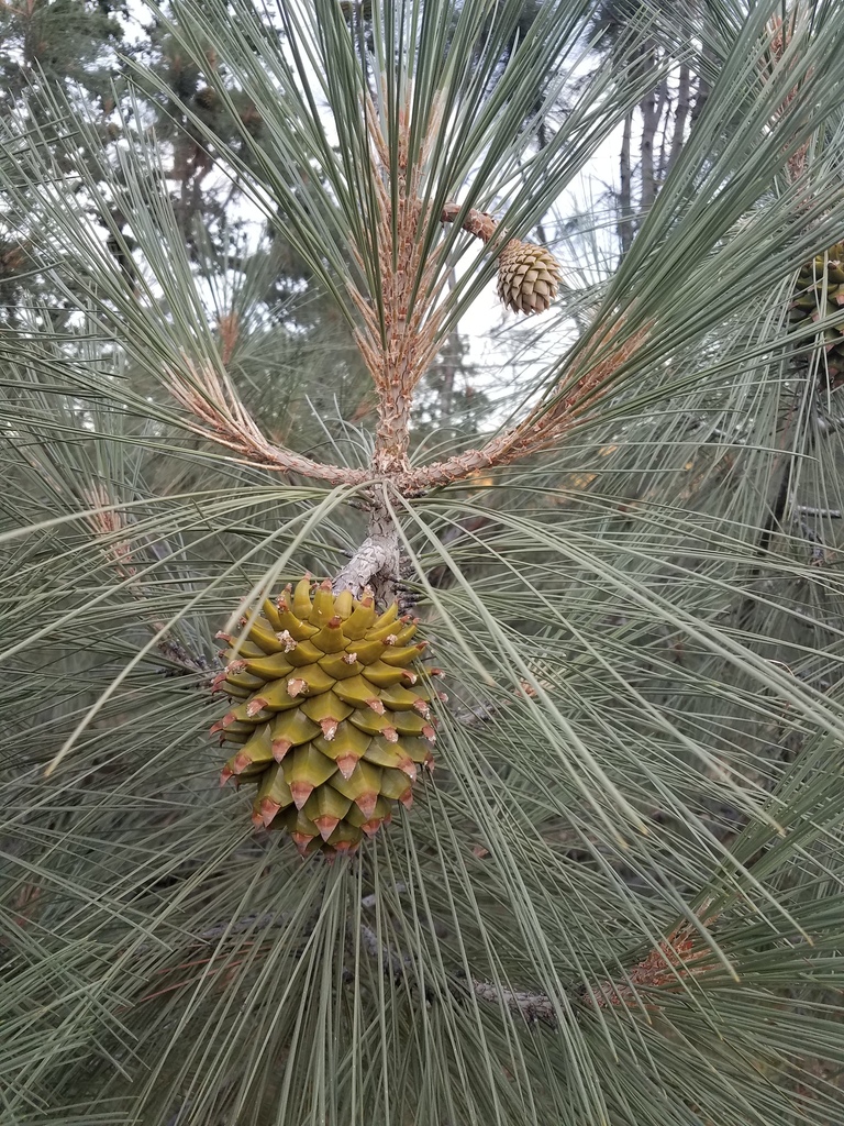 gray pine (Pinus sabiniana) - Botanical Realm