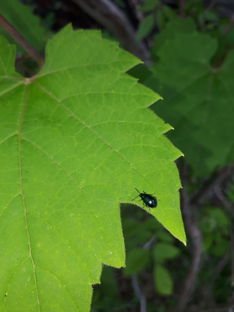 Grape Flea Beetle from Front of Yonge, ON, Canada on June 10, 2019 at ...