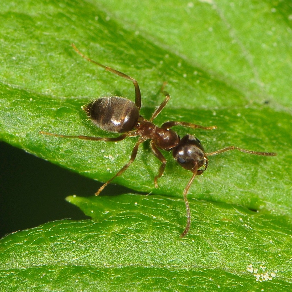 American Winter Ant from Thorn Preserve, Woodstock, Ulster County, New ...