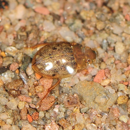 Genus Laccobius · iNaturalist