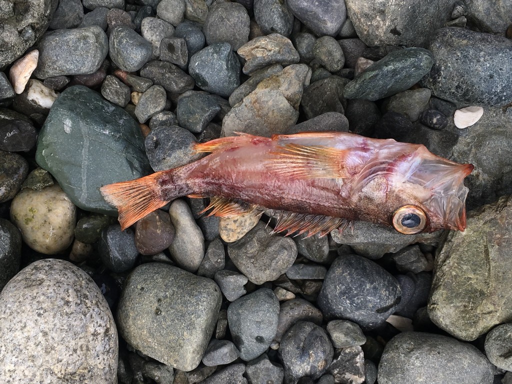 Pacific Ocean Perch (Sebastes alutus) - Marine Life Identification