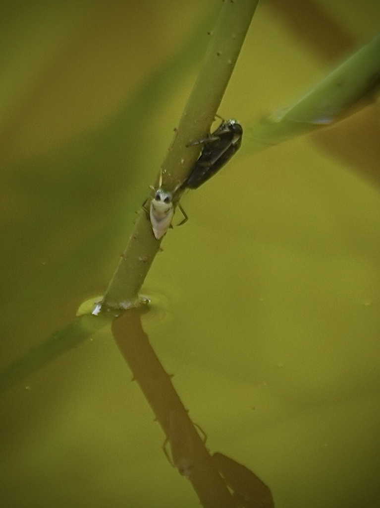 Grousewinged Backswimmer from E Walnut St, Westerville, OH, US on ...