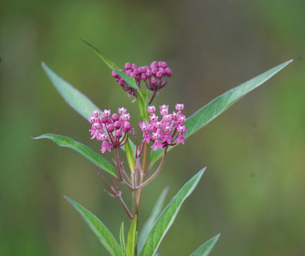 swamp milkweed from Mackinac County, MI, USA on August 4, 2024 at 05:50 ...