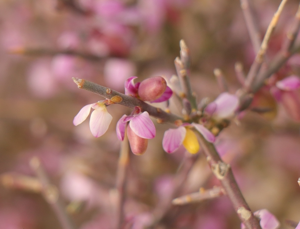 tortoise berry from Anysberg Nature Reserve on July 27, 2024 at 11:50 ...