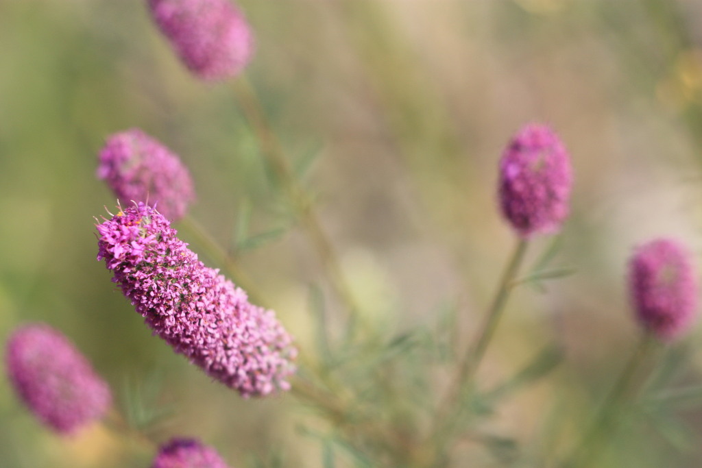 purple prairie clover from Alberta, Canada on August 5, 2024 at 10:32 ...