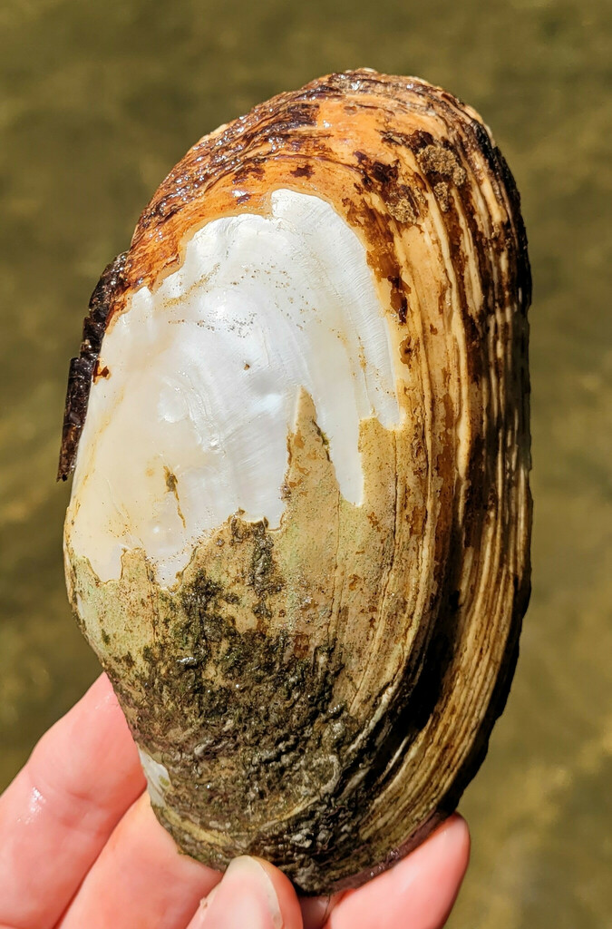Flutedshell in July 2024 by Brenda Van Ryswyk · iNaturalist