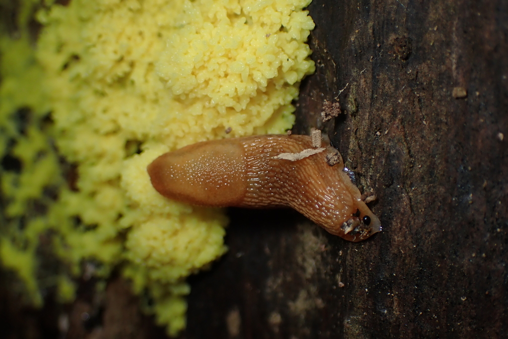Western Dusky Slug from North End, Tacoma, WA, USA on August 2, 2024 at ...