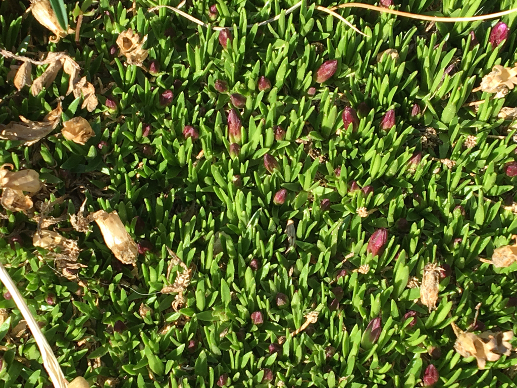 Dwarf Clover (Denver-Boulder Metro Area: Pink, Purple, Blue, Red, and ...
