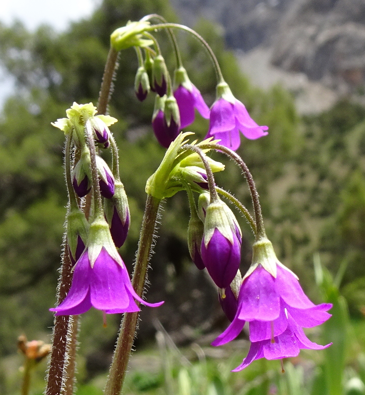 Primula matthioli subsp. turkestanica (Losinsk.) Kovt.