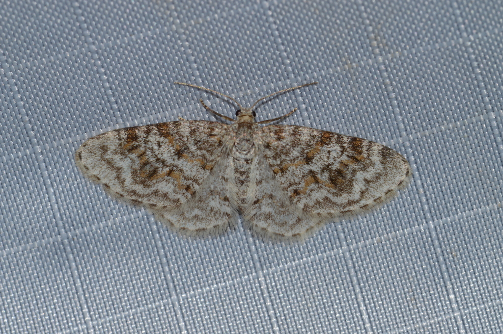 Unadorned Carpet Moth from Gaspésie–Îles-de-la-Madeleine, QC, Canada on ...