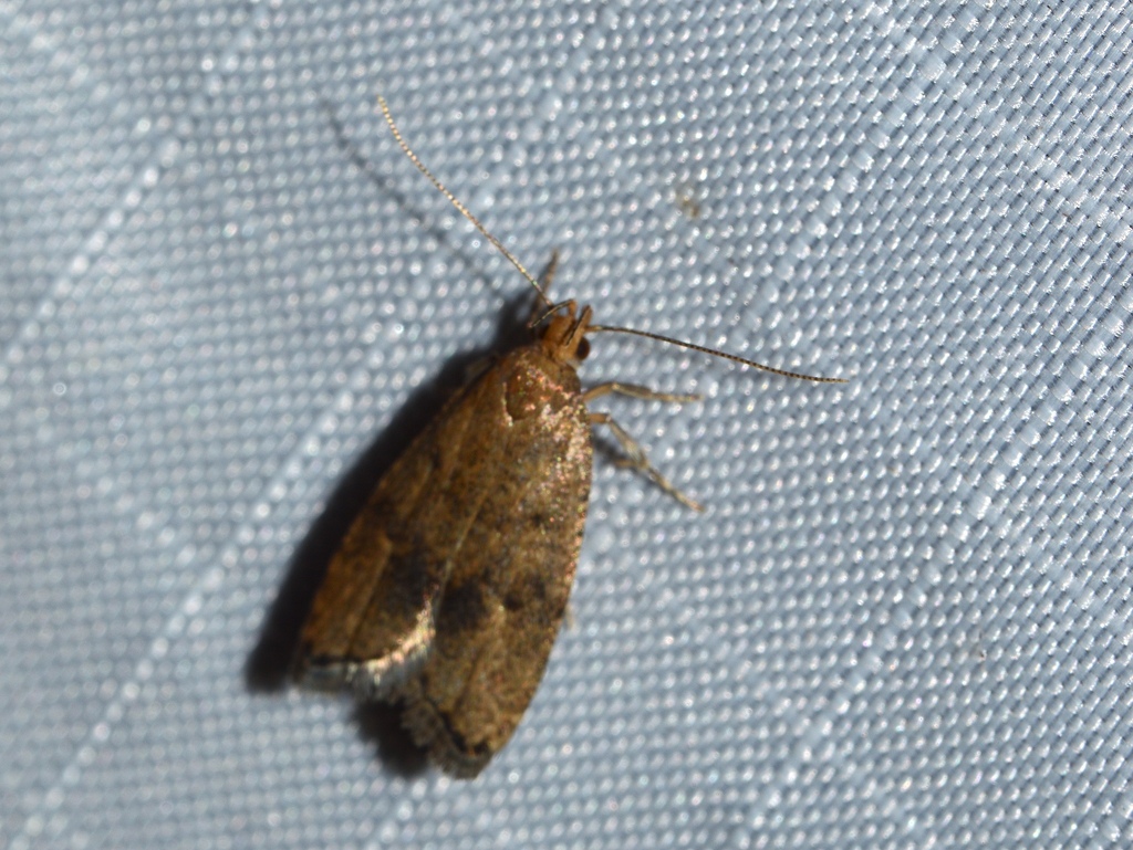 Oak Leaftier Moth from Gaspésie–Îles-de-la-Madeleine, QC, Canada on ...