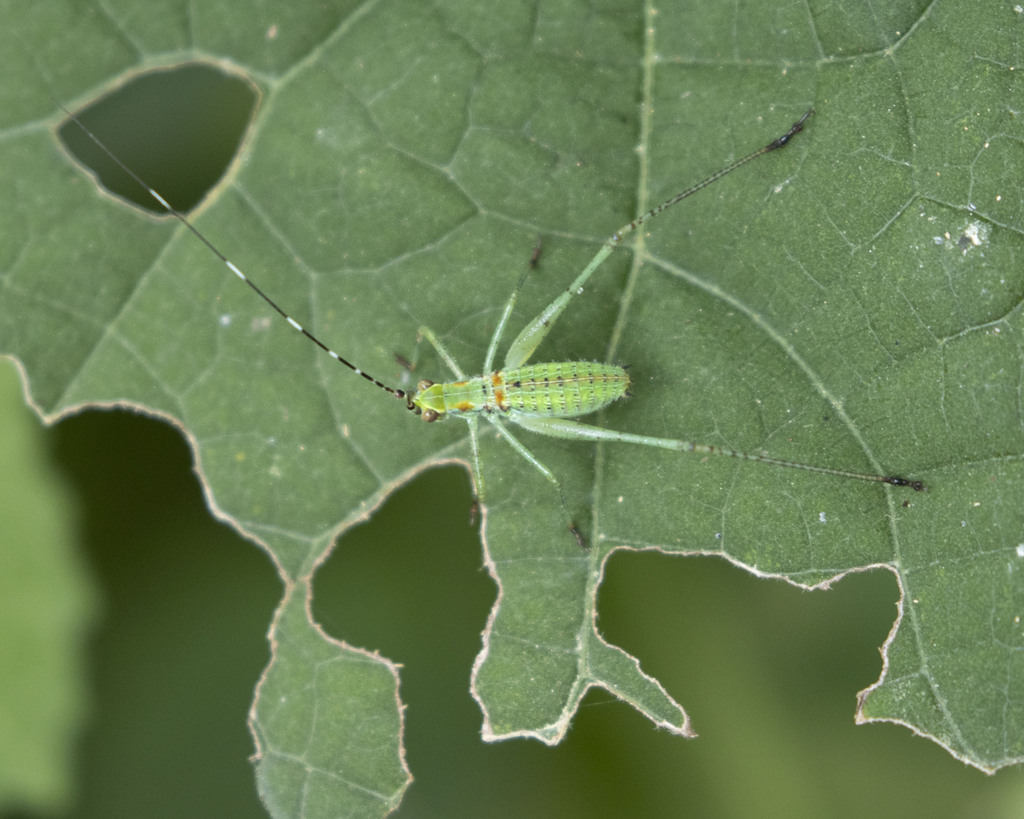 Fork-tailed Bush Katydid from Oak Tree Dr, Salado, TX 76571, USA on ...