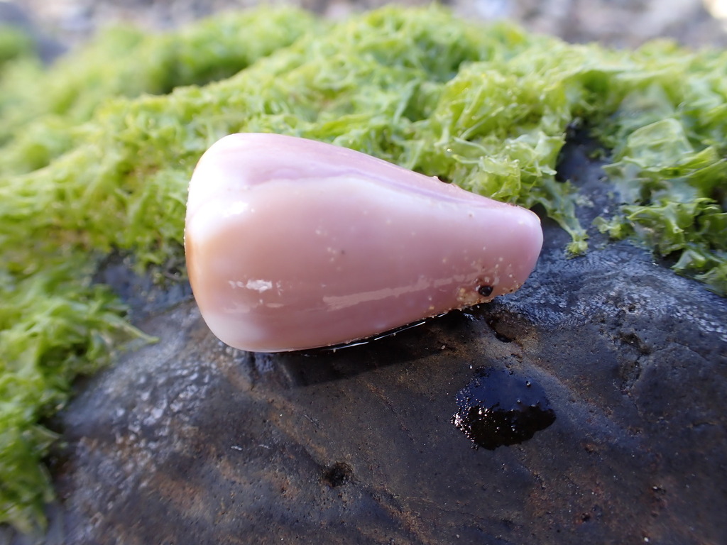 Rat Cone from Lord Howe Island, Settlement Beach on August 5, 2024 at ...