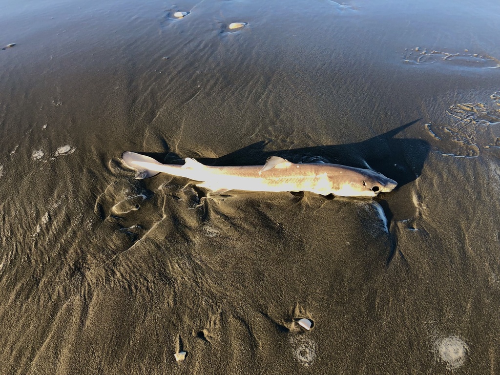 White-spotted Dogfish in July 2022 by Leah Sun. White-spotted Dogfish ...