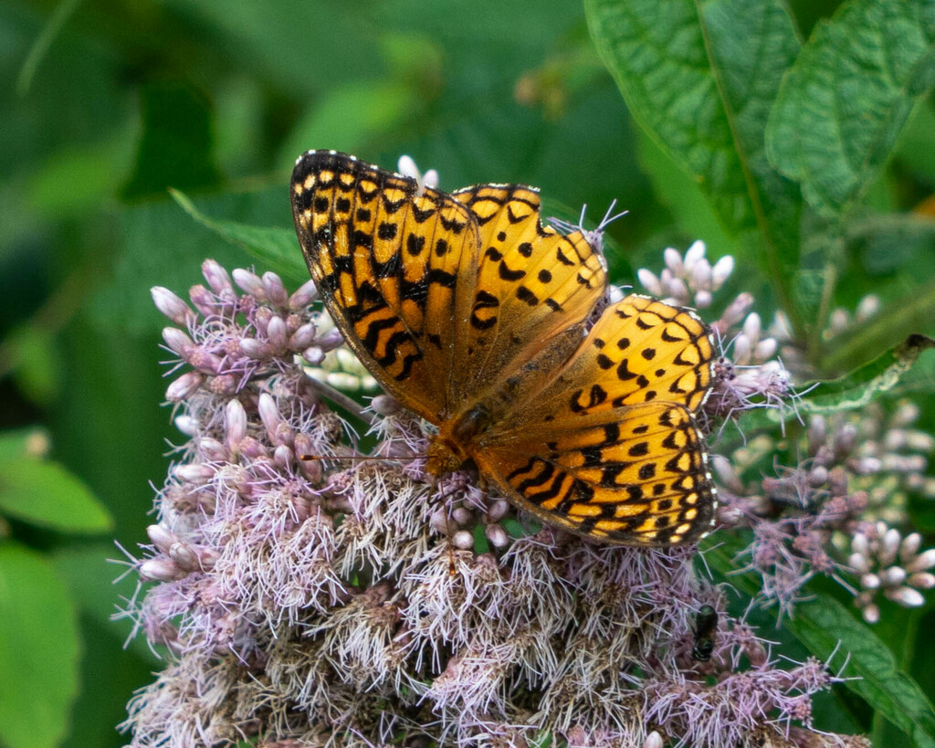 Aphrodite Fritillary from Sullivan County, PA, USA on August 4, 2024 at ...