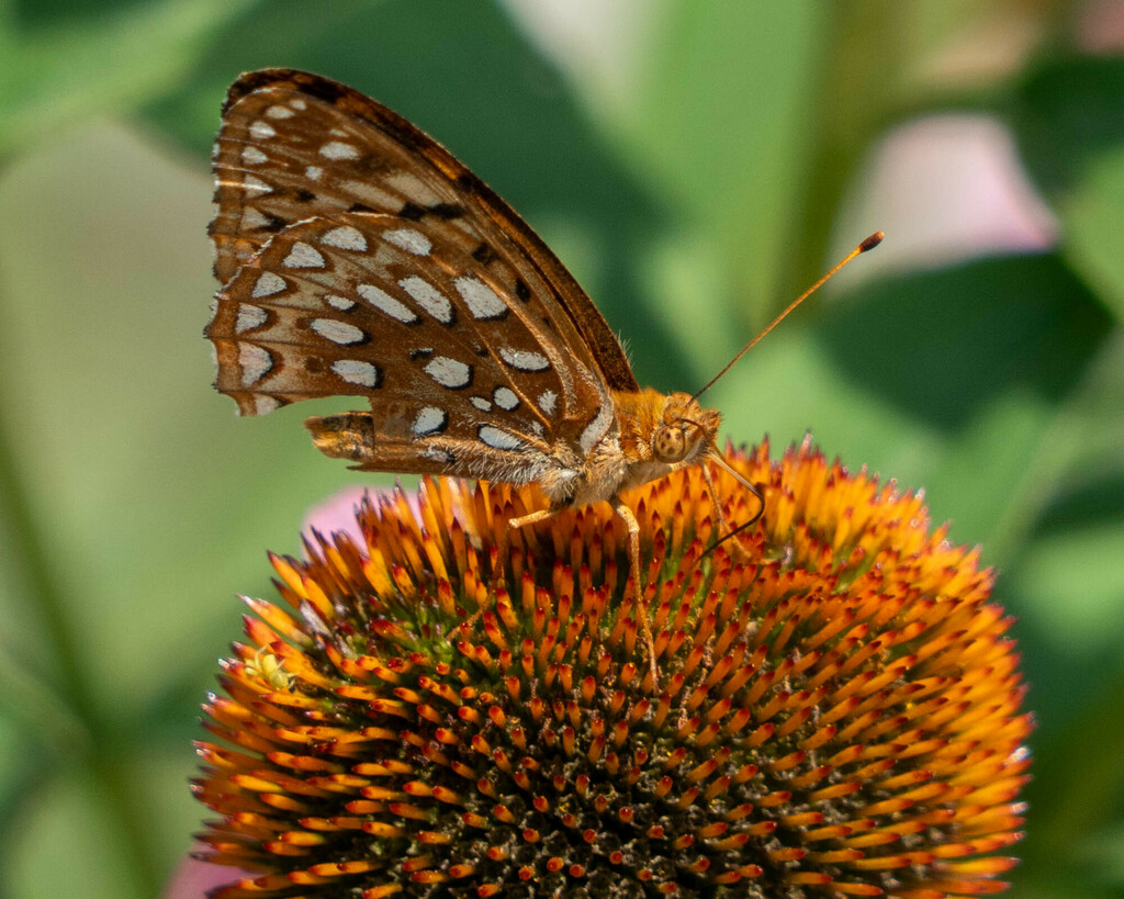 Aphrodite Fritillary from Sullivan County, PA, USA on August 04, 2024 ...