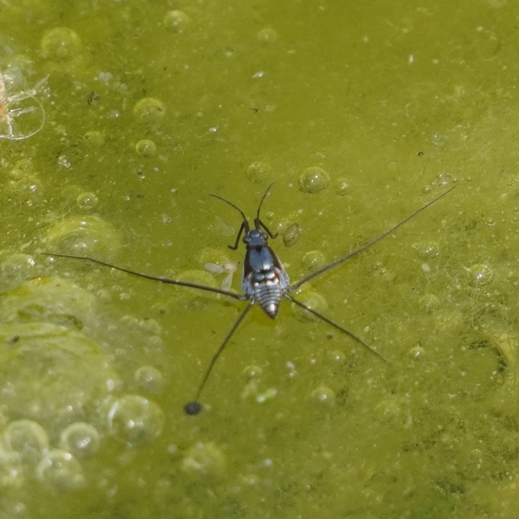 Neogerris hesione from Middlesex County, ON, Canada on August 4, 2024 ...