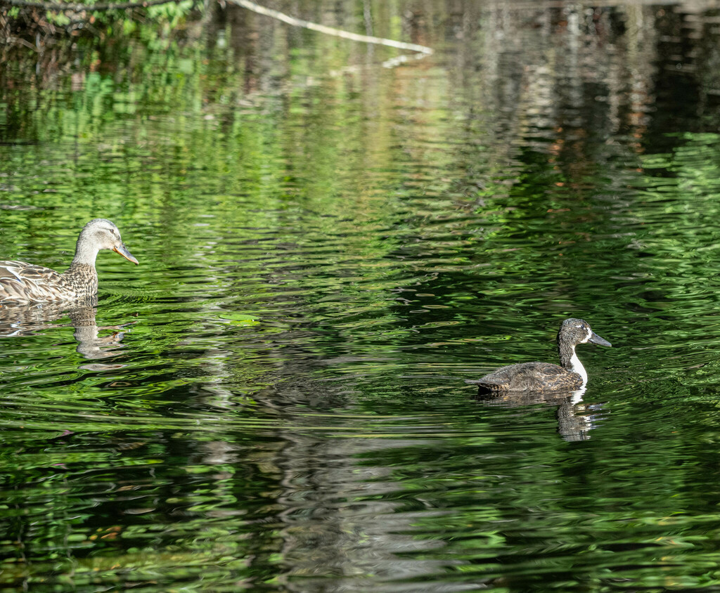Mallard from Coquitlam, BC, Canada on August 3, 2024 at 09:28 AM by ...
